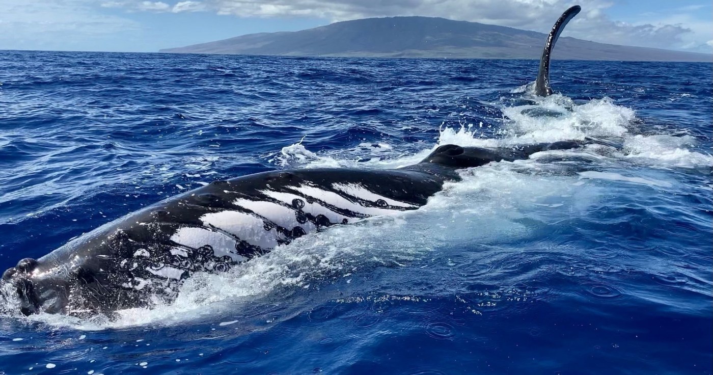 Morning Whale Watching Tours Lahaina | Maui Ocean Adventures